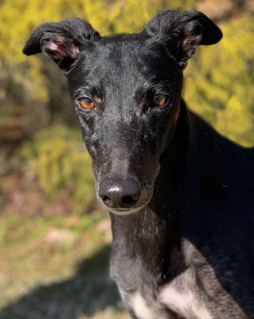 Greyhound Crossroads - Available Hounds