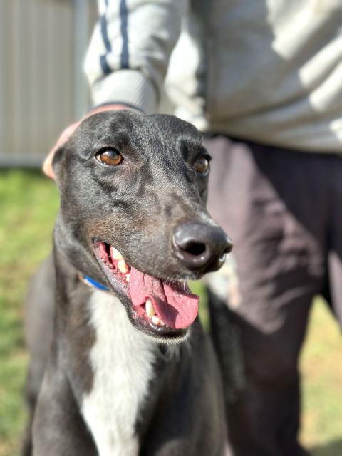 Greyhound Crossroads - Available Hounds