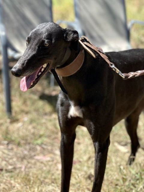 Greyhound Crossroads - Available Hounds