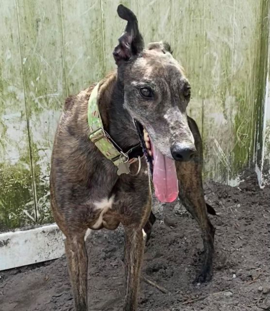 Greyhound Crossroads - Available Hounds