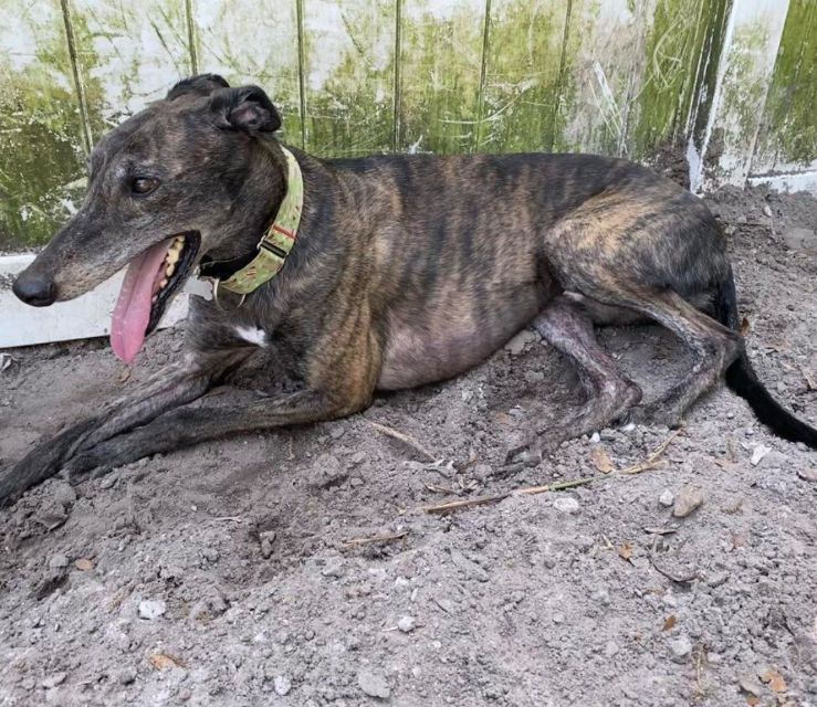 Greyhound Crossroads - Available Hounds