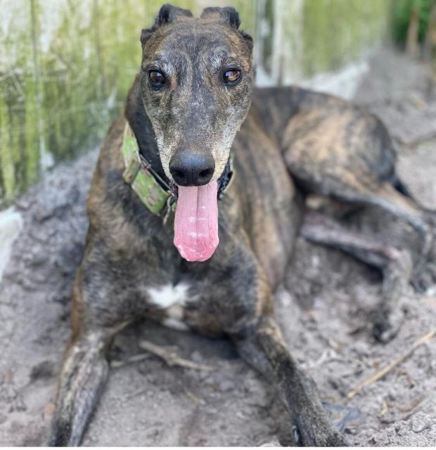 Greyhound Crossroads - Available Hounds