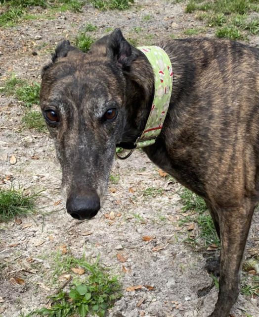 Greyhound Crossroads - Available Hounds
