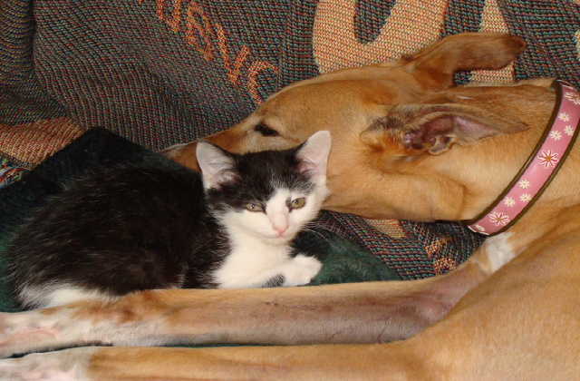 Greyhound Crossroads - Cat Testing and Introductions