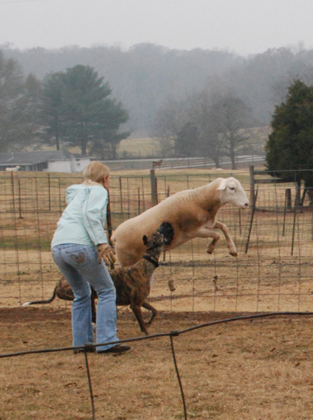 Greyhound Crossroads - Sheep Herding