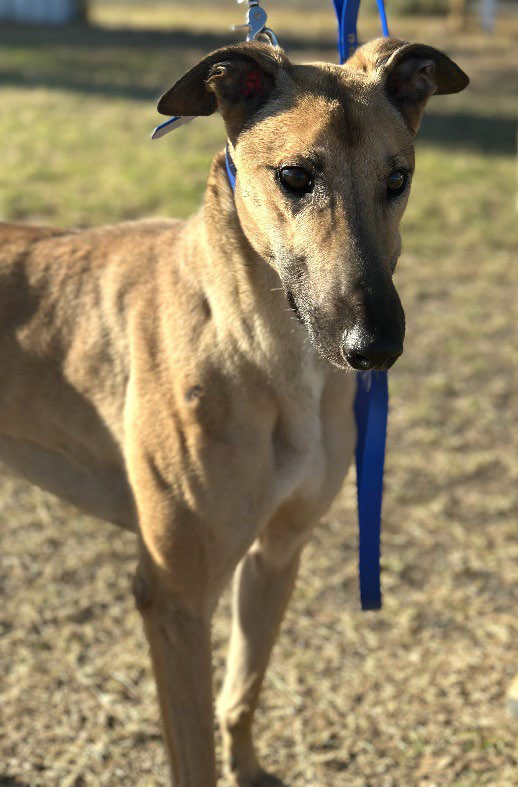 Greyhound Crossroads - Available Hounds