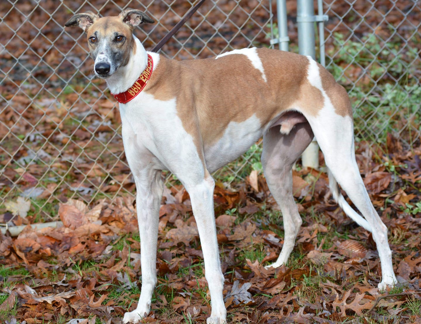 Greyhound Crossroads - Pending Hounds