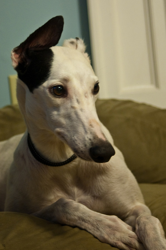 Greyhound Crossroads - 2009 Adoptions