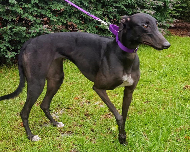 Greyhound Crossroads - Available Hounds