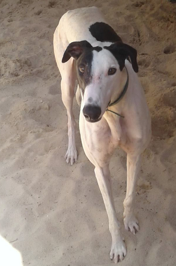Greyhound Crossroads - Available Hounds