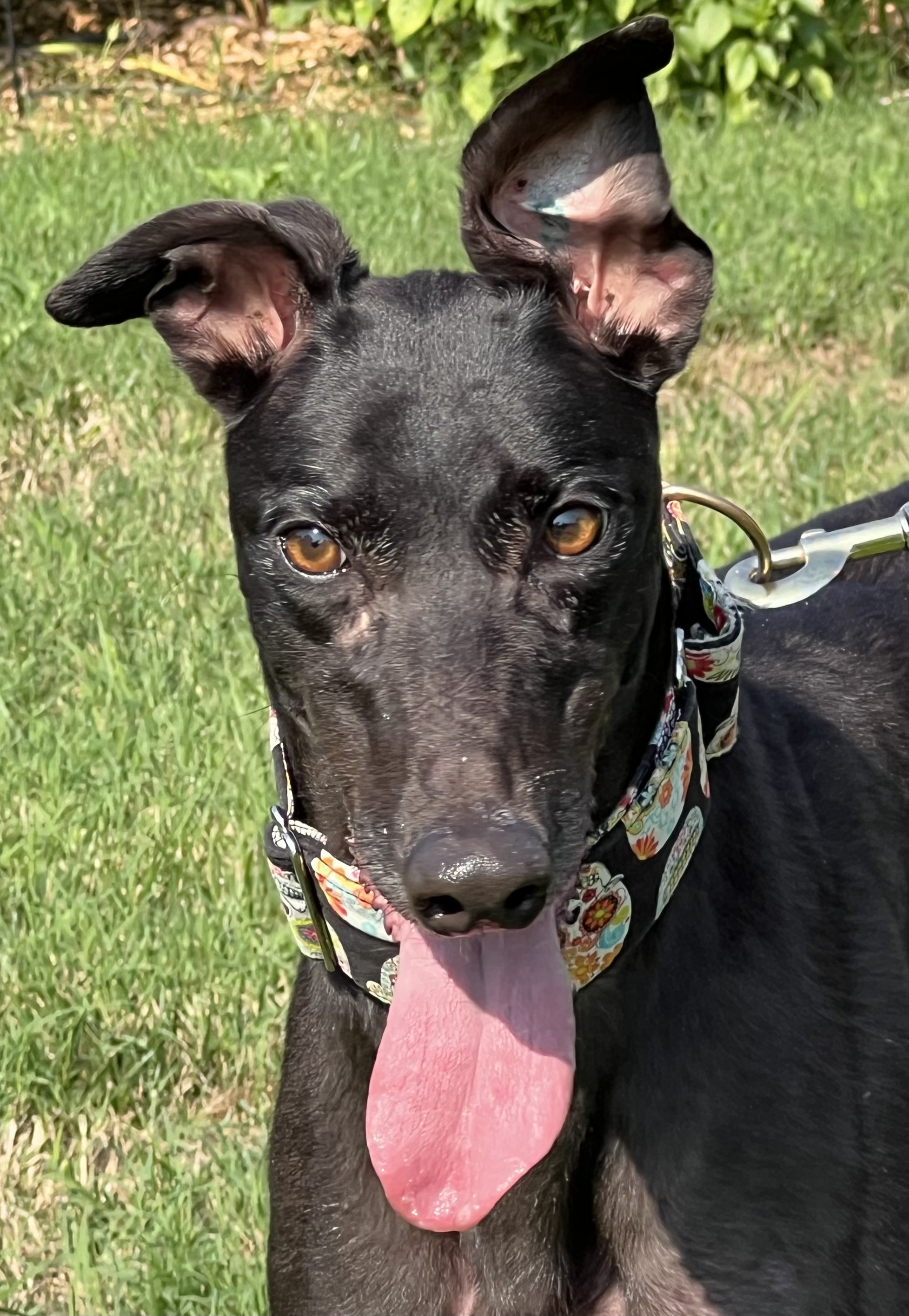 Greyhound Crossroads - Available Hounds