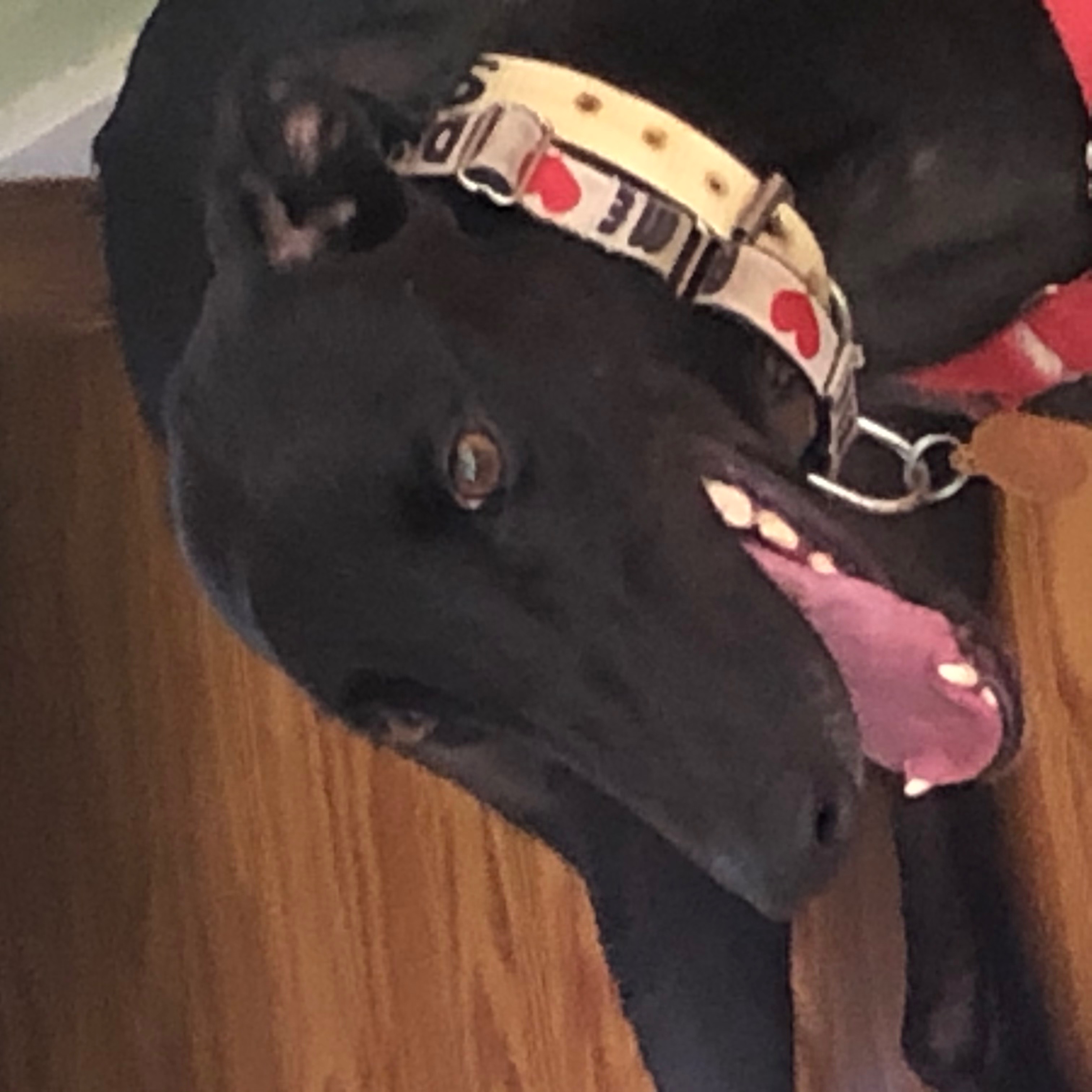 Greyhound Crossroads - Available Hounds