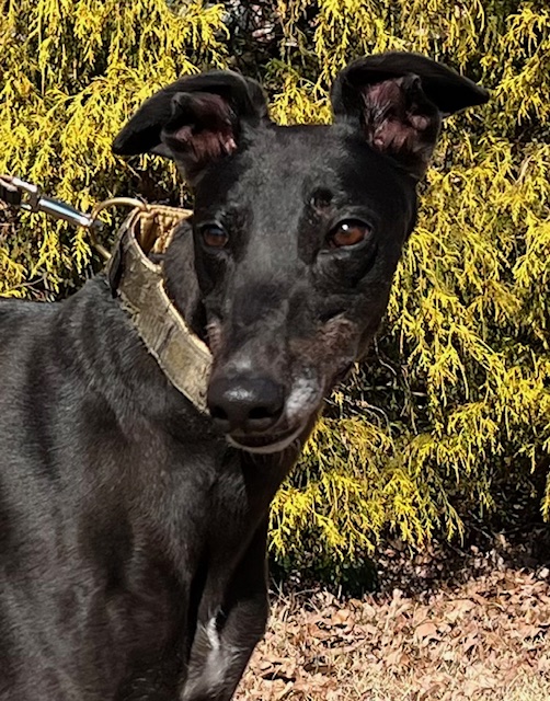 Greyhound Crossroads - Available Hounds