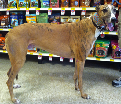 Greyhound Crossroads - How To Know If Your Greyhound Is At The Proper ...