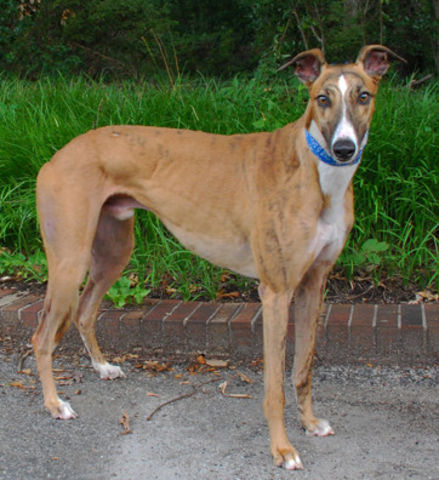 Greyhound Crossroads - How To Know If Your Greyhound Is At The Proper ...